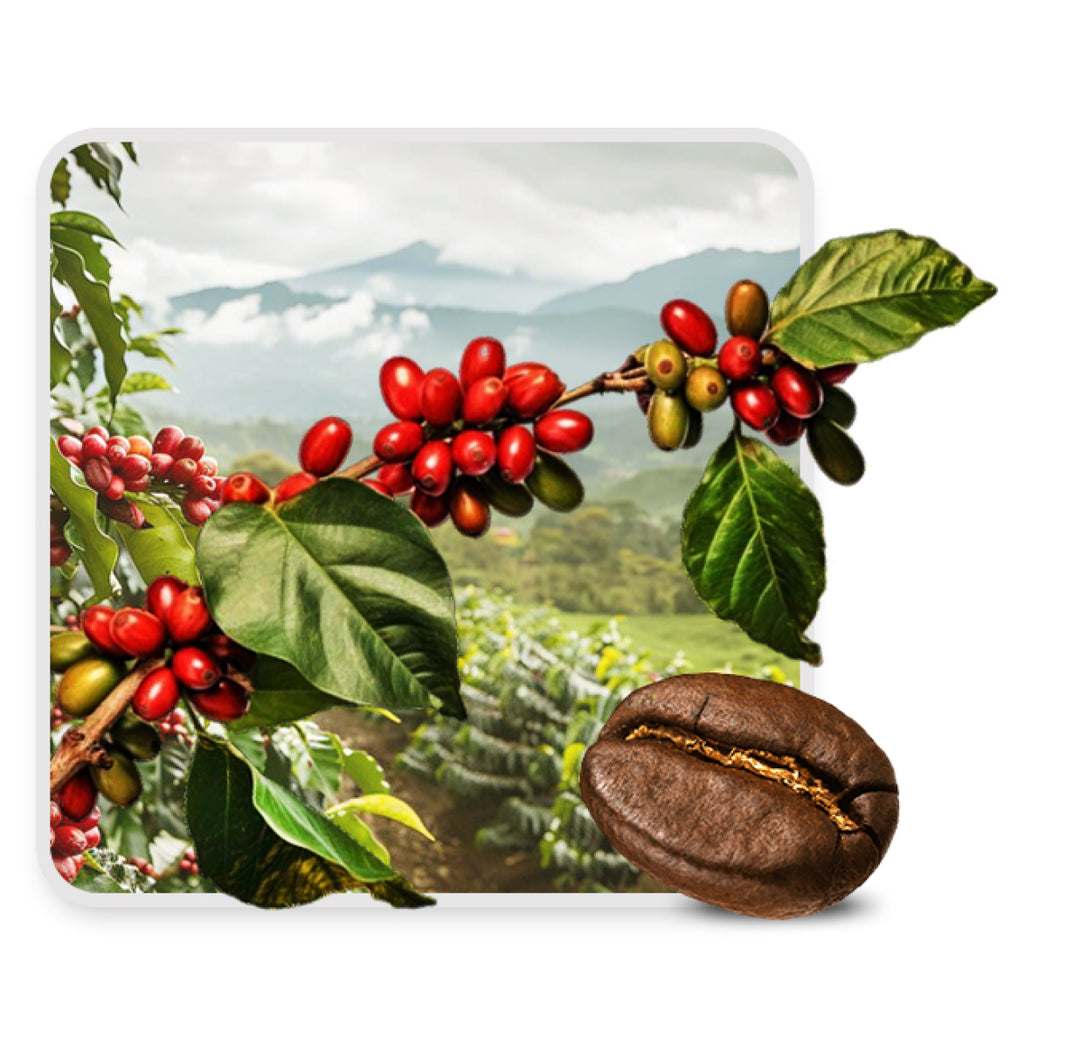 About – Mayora USA