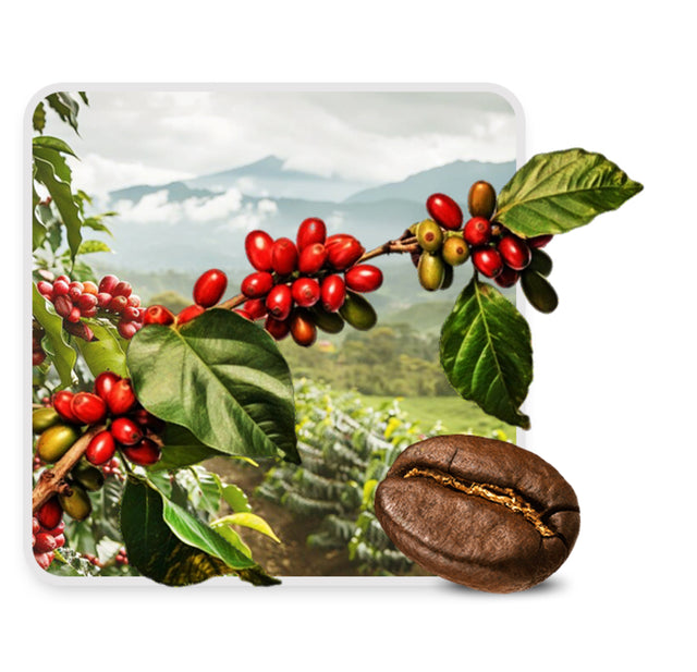 About – Mayora USA